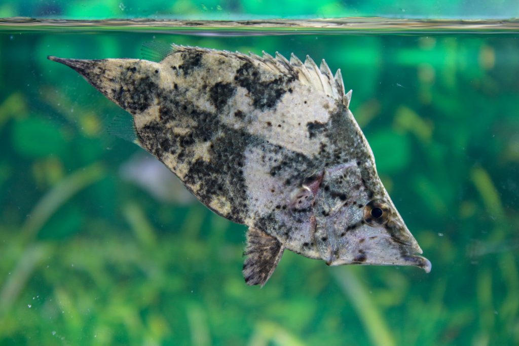 GALLERY – Krohne Ornamental Fish